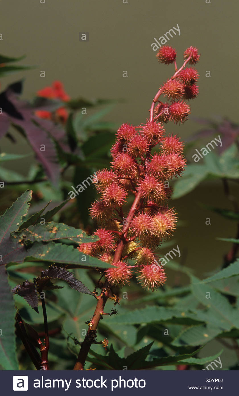 Ricin Ricinus Communis Banque d'image et photos - Alamy