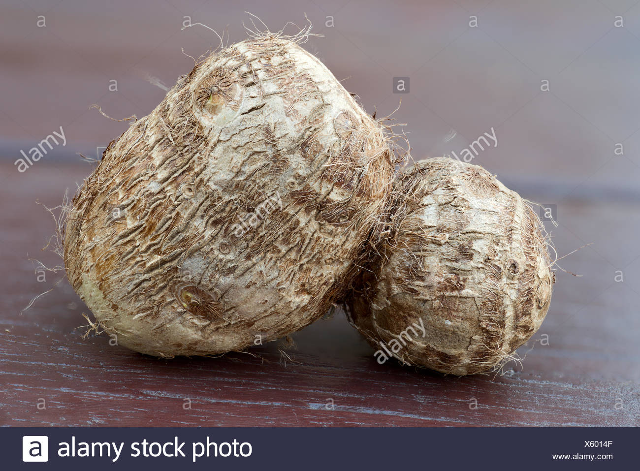 Taro Colocasia Esculenta Banque d'image et photos - Alamy