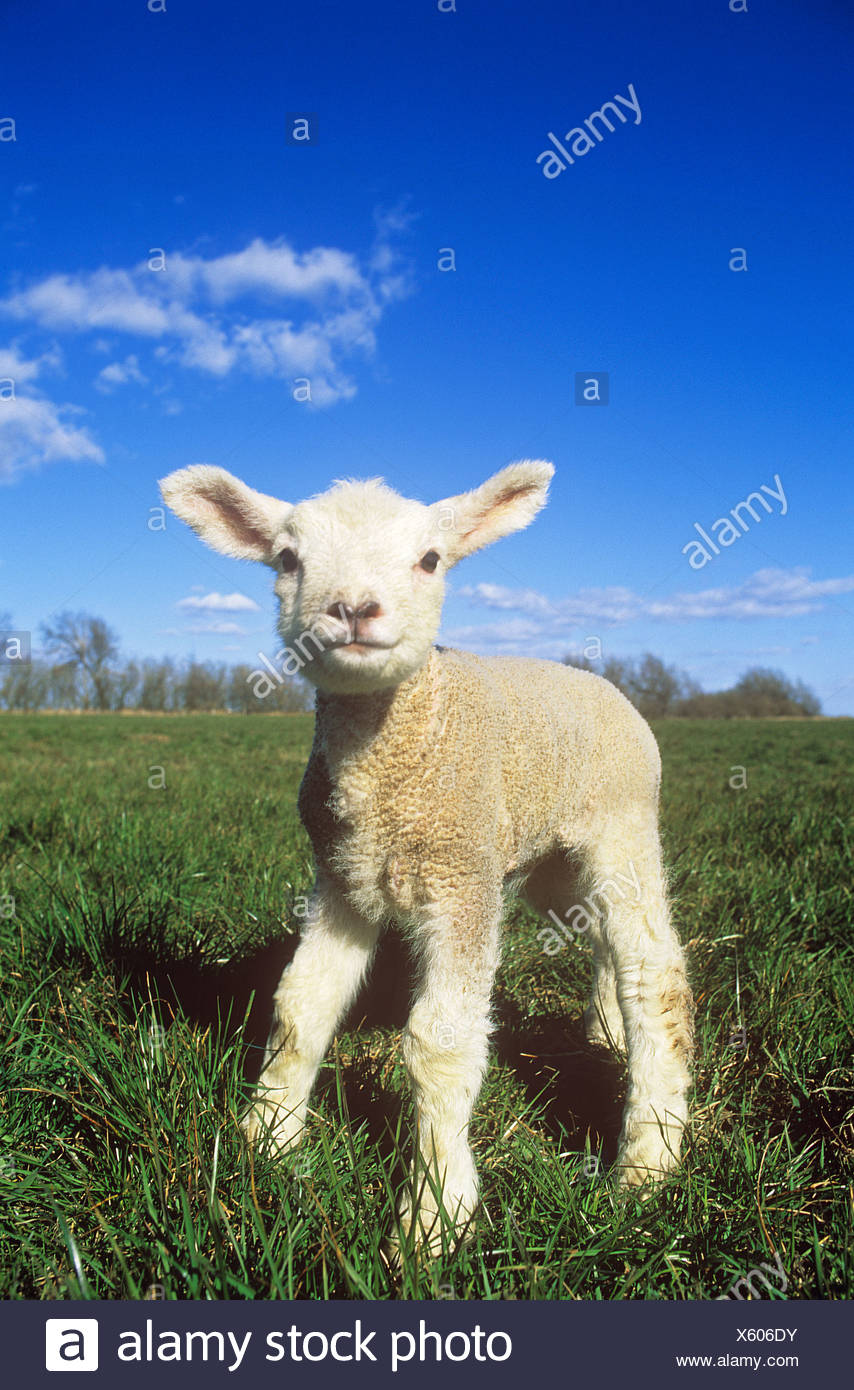 Animal D'agneau Banque d'image et photos - Alamy