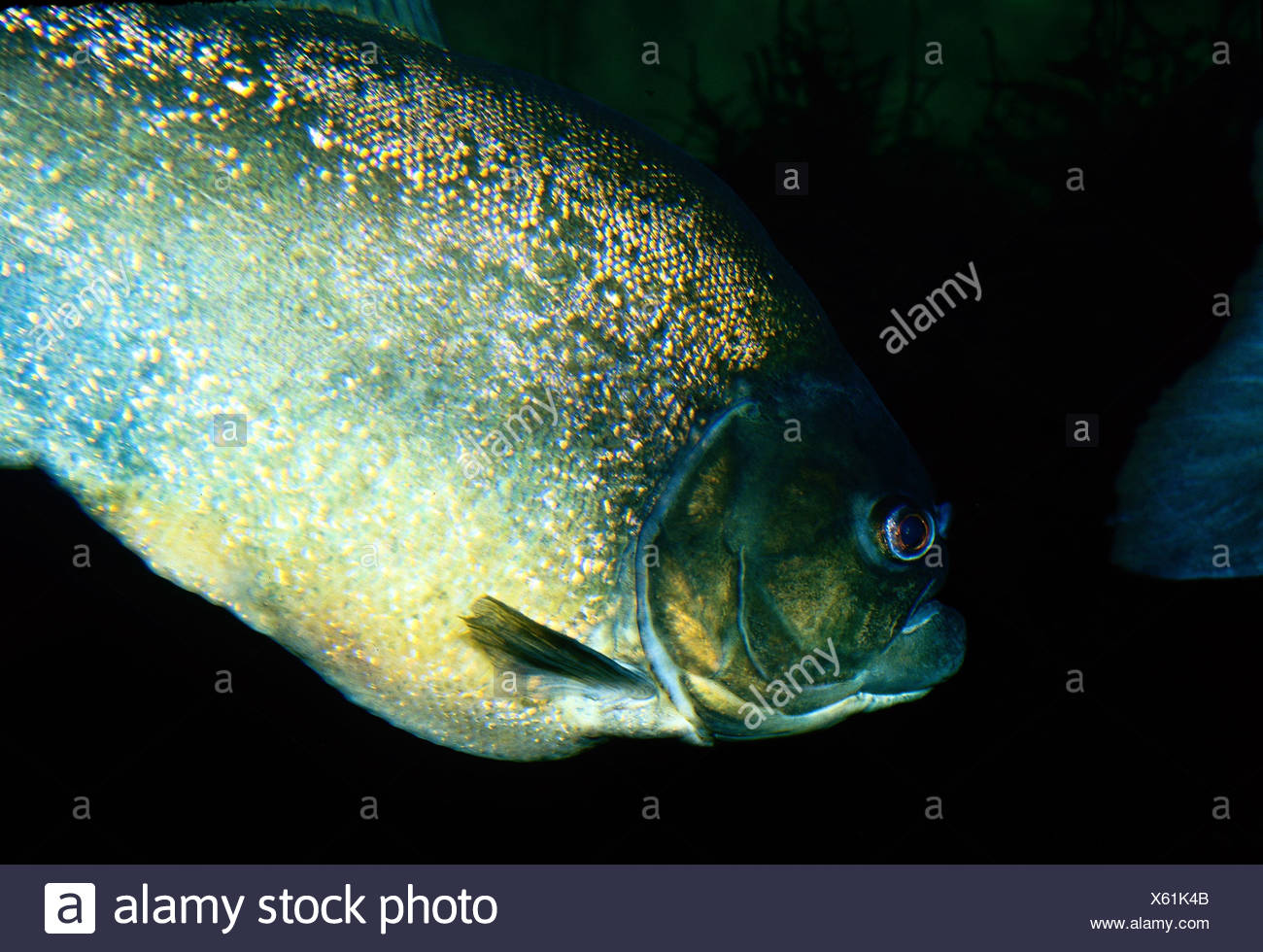 San Francisco Piranha Banque d'image et photos - Alamy