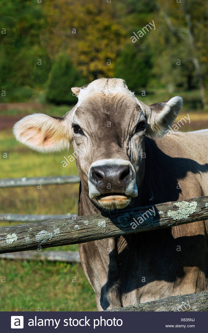 Vaches Suisses Brunes Banque d'image et photos - Alamy