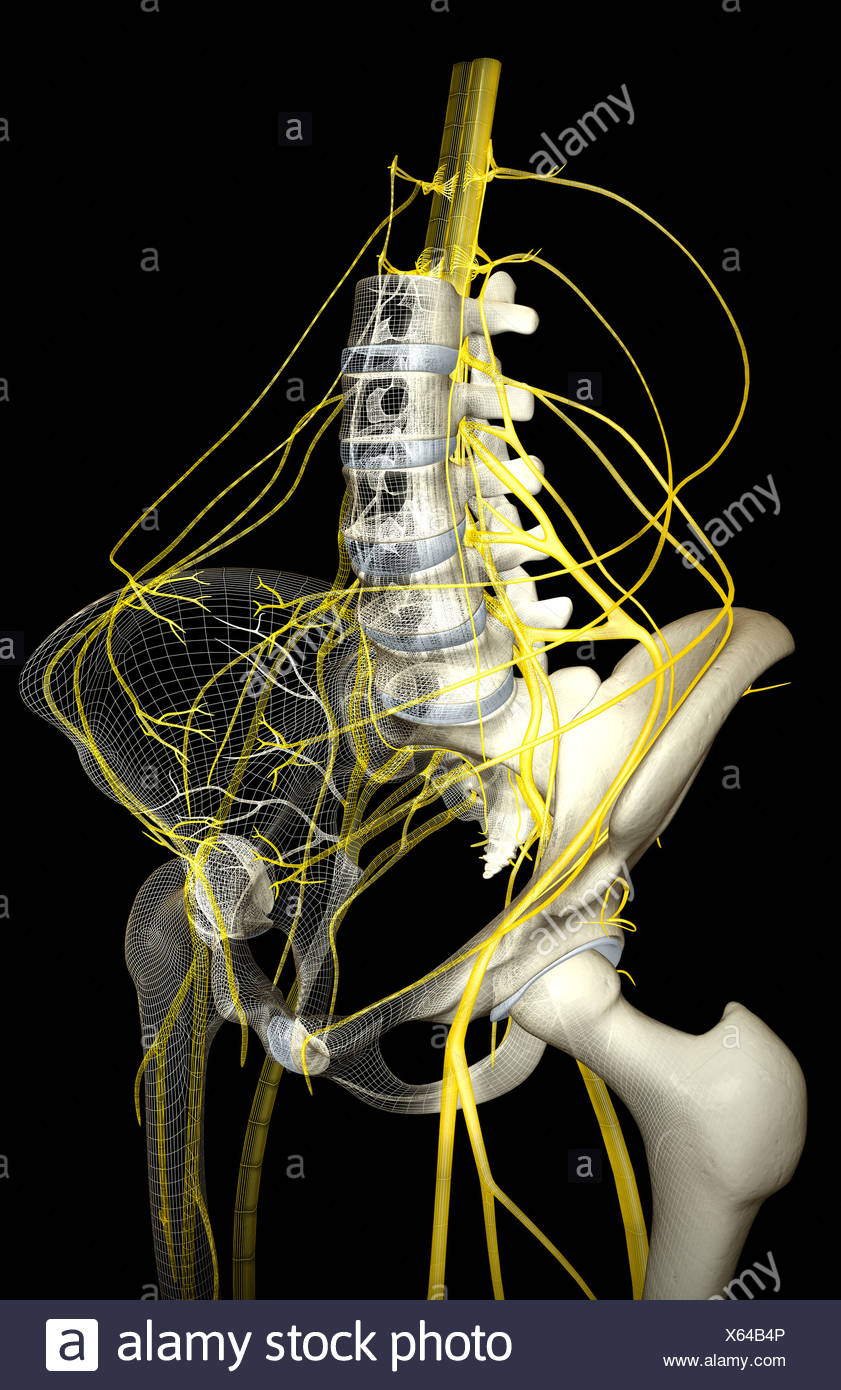 Nerf Fémoral Banque d'image et photos - Alamy