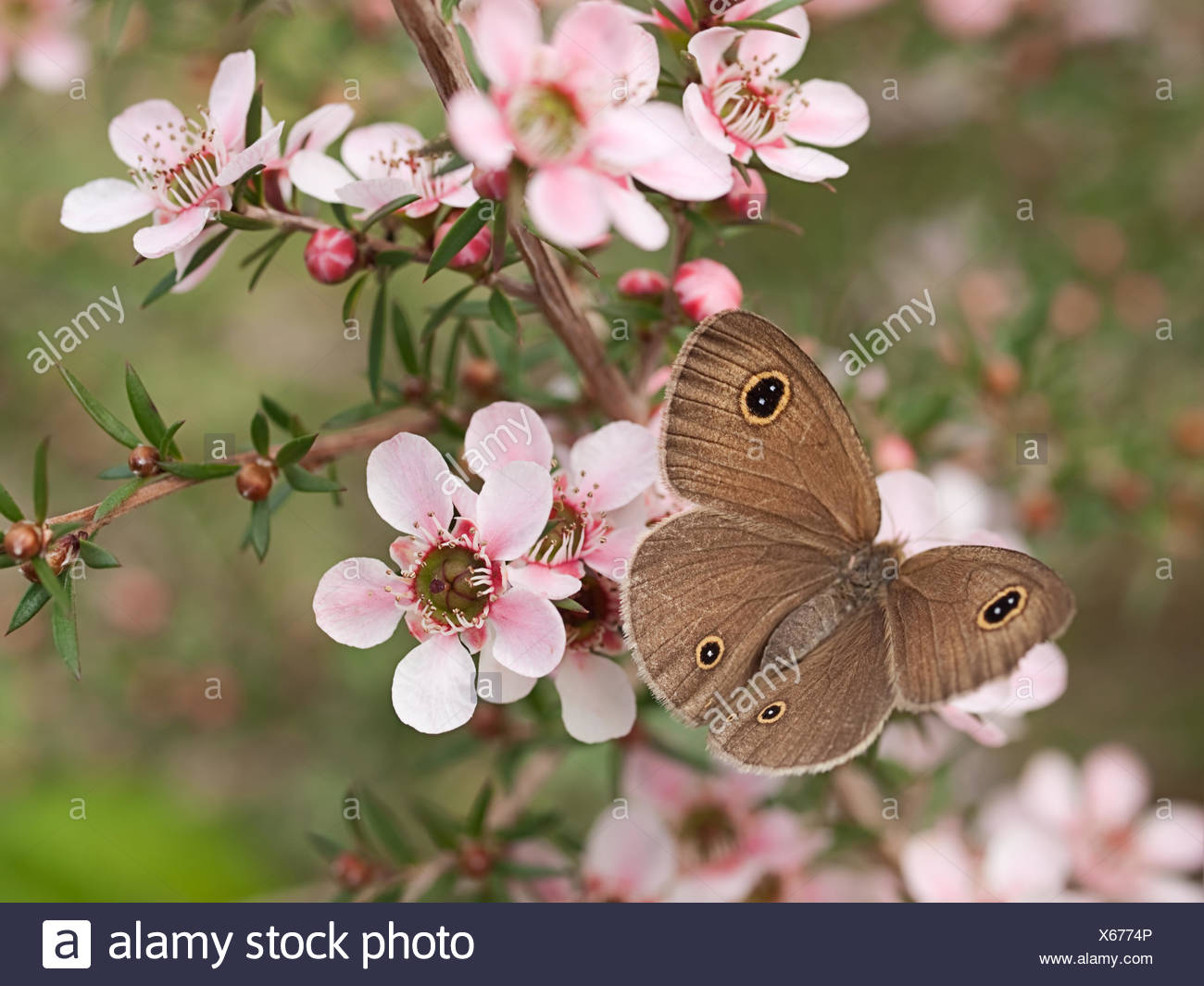 Identification De Papillon Banque d'image et photos - Alamy