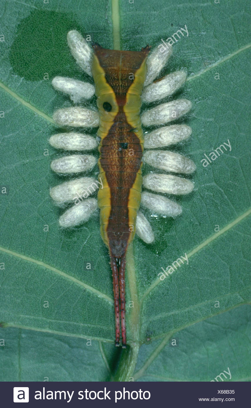 Braconid Wasps Braconidae Banque d'image et photos - Alamy