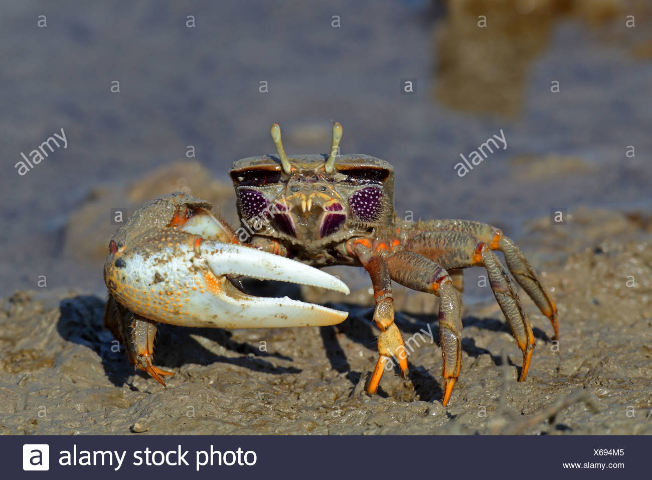 Plages Marocaines Banque d'image et photos - Alamy