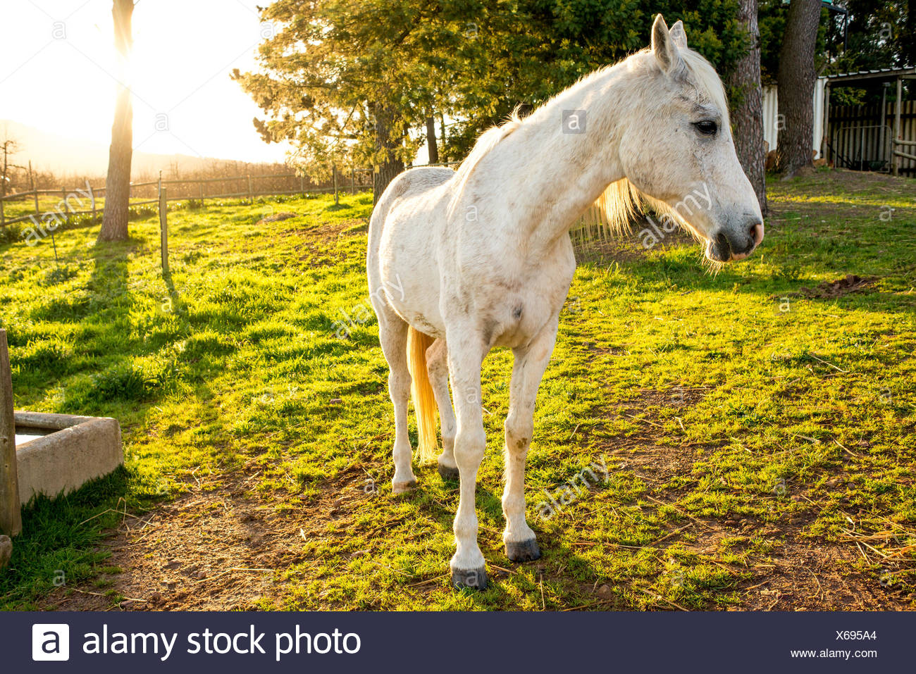 Cheval Blanc Arabe Banque d'image et photos - Alamy