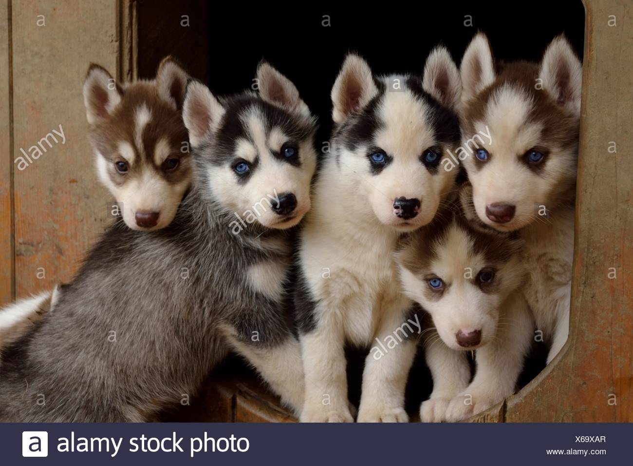 Chiots Husky Banque d'image et photos - Alamy