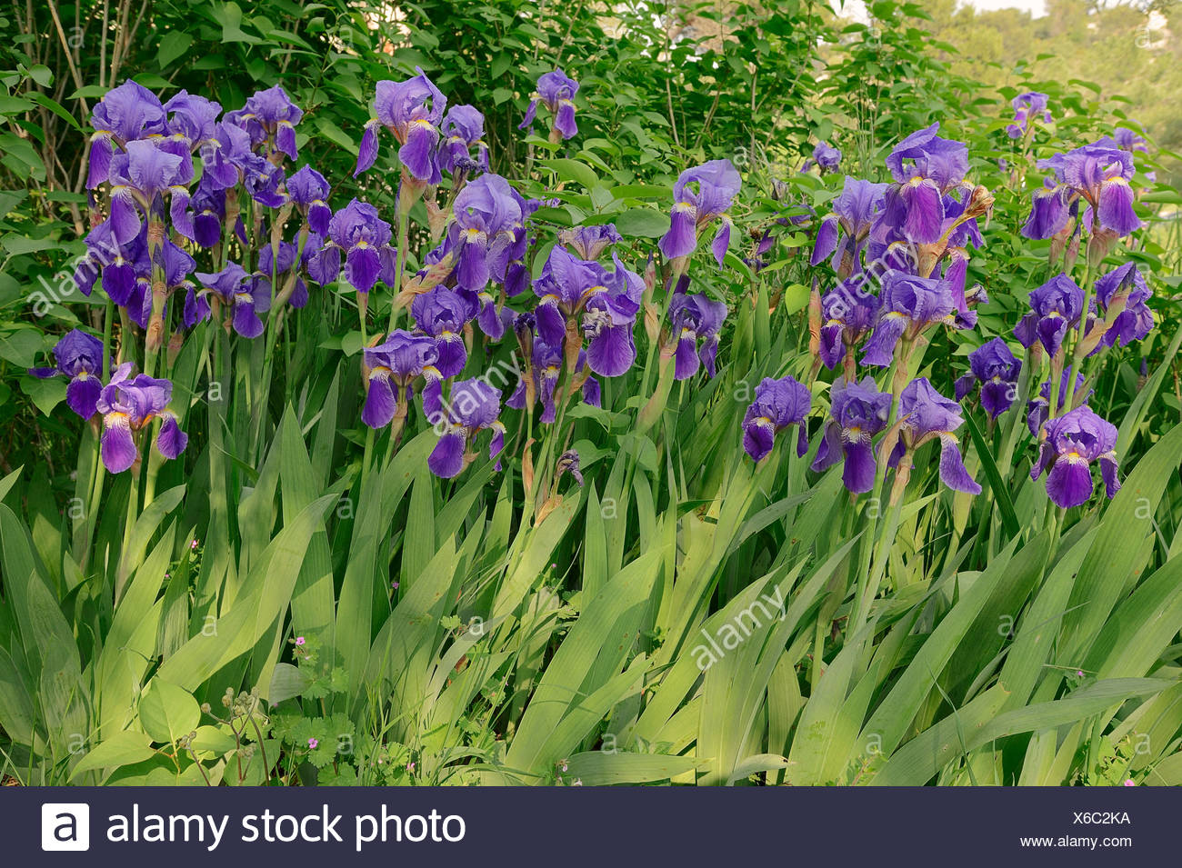 Iris Barbu Iris Barbata Banque d'image et photos - Alamy