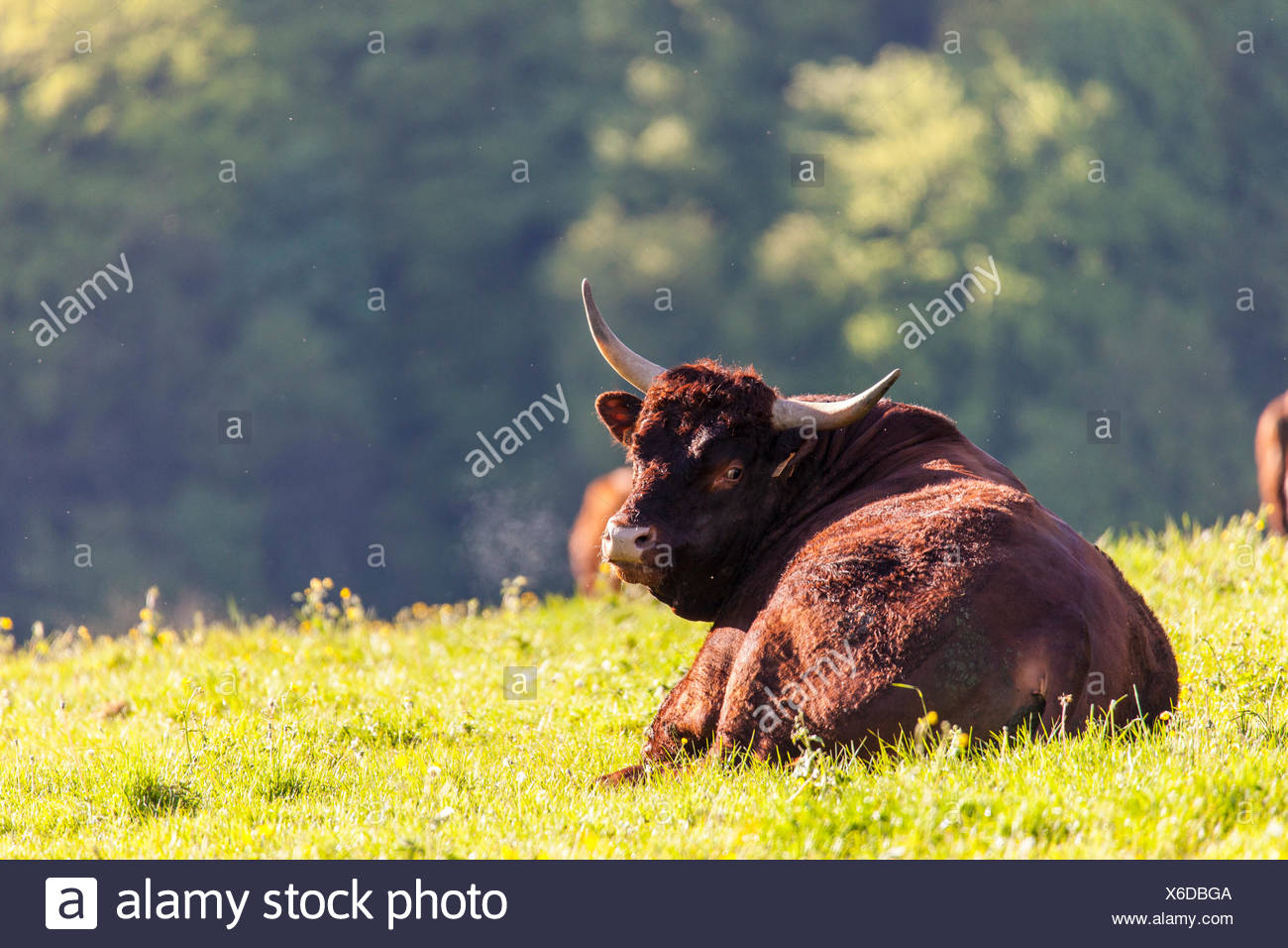 Salers Bull Banque d'image et photos - Alamy