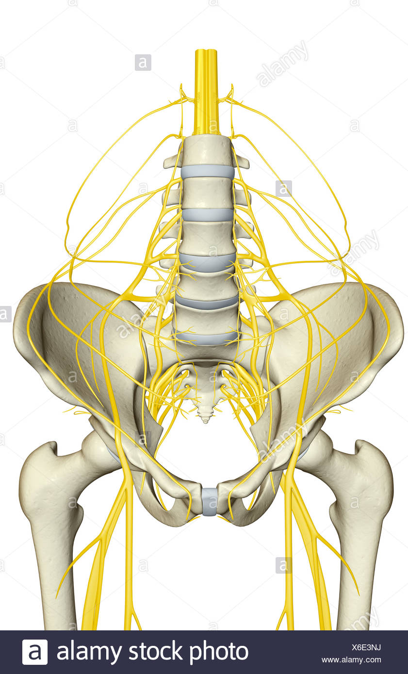Nerf Saphène Banque d'image et photos - Alamy
