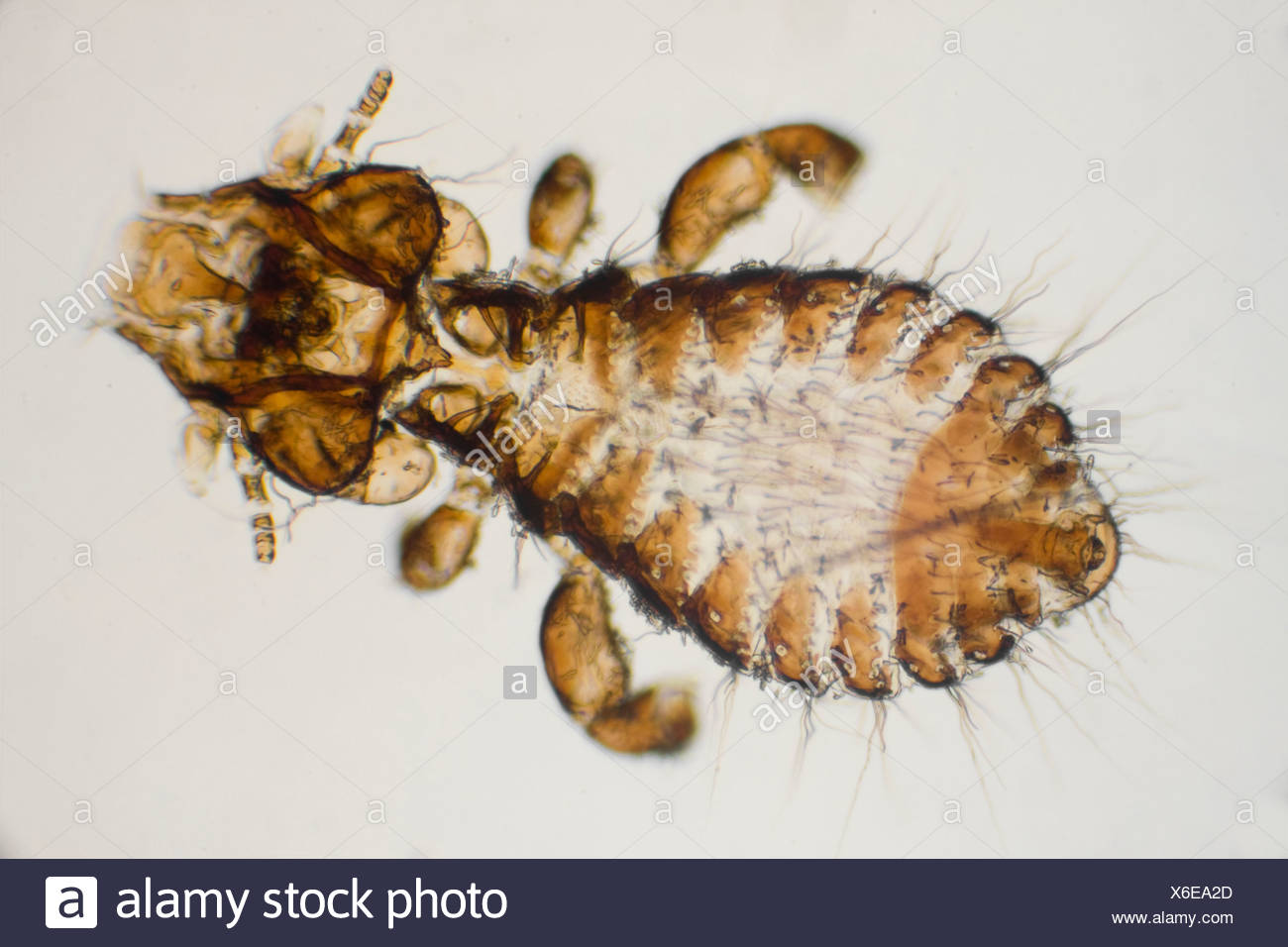 Pou De Corps Banque d'image et photos - Alamy