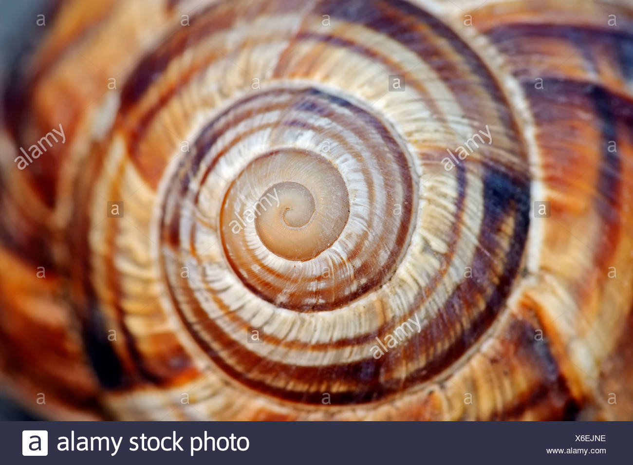 Helix Lucorum Banque d'image et photos - Alamy