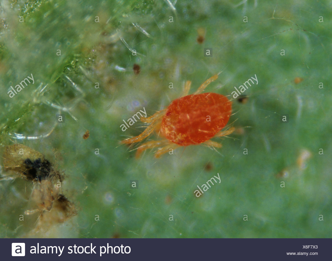 Two Spotted Spider Mite Tetranychus Banque d'image et photos - Alamy