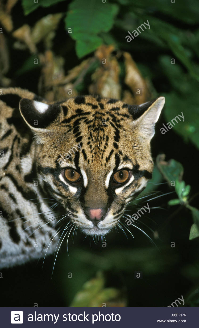 Ocelot Head Banque d'image et photos - Alamy
