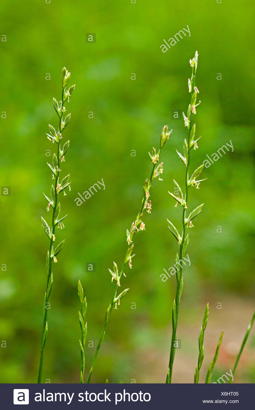 Ray Grass Darnel Banque d'image et photos - Alamy