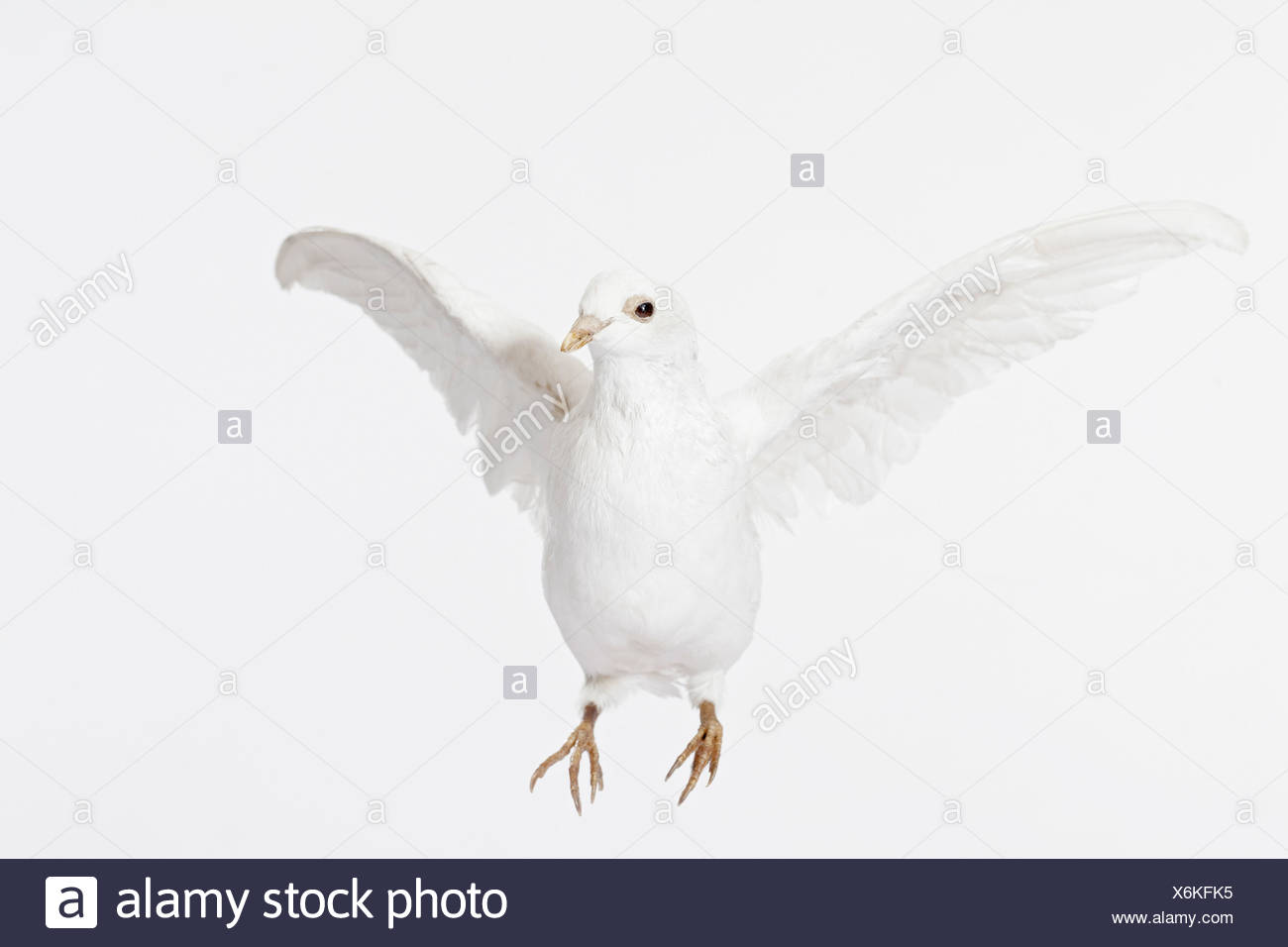 Colombe Volant Banque d'image et photos - Alamy