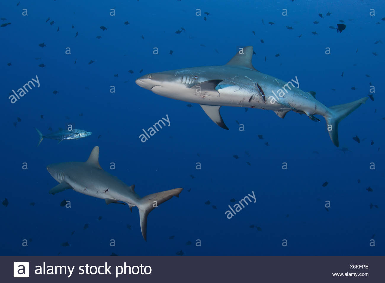 Accouplement Des Animaux Banque d'image et photos - Alamy