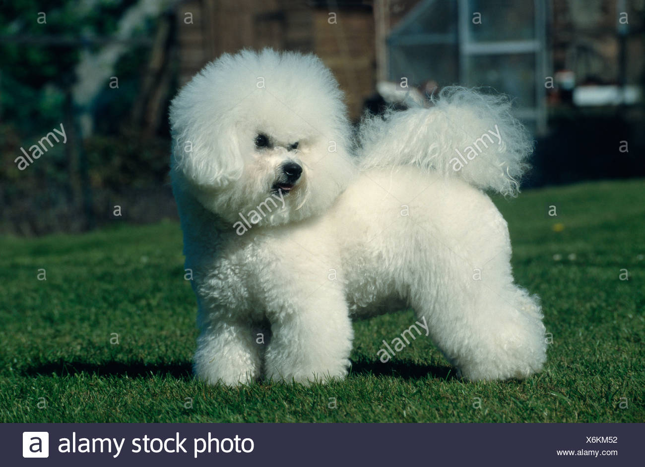 Bichon Tenerife Banque d'image et photos - Alamy