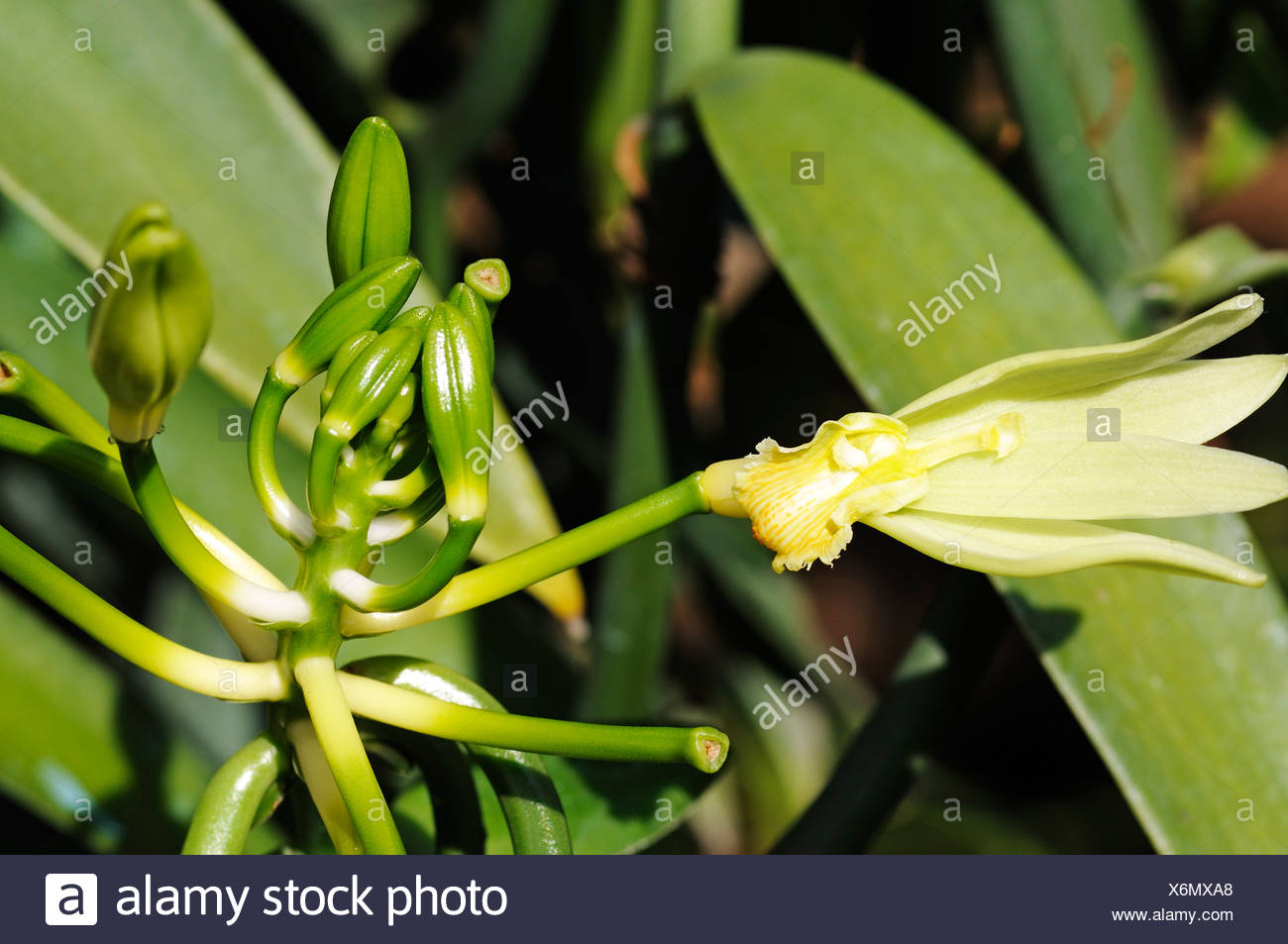 Vanilla Islands Banque d'image et photos - Alamy