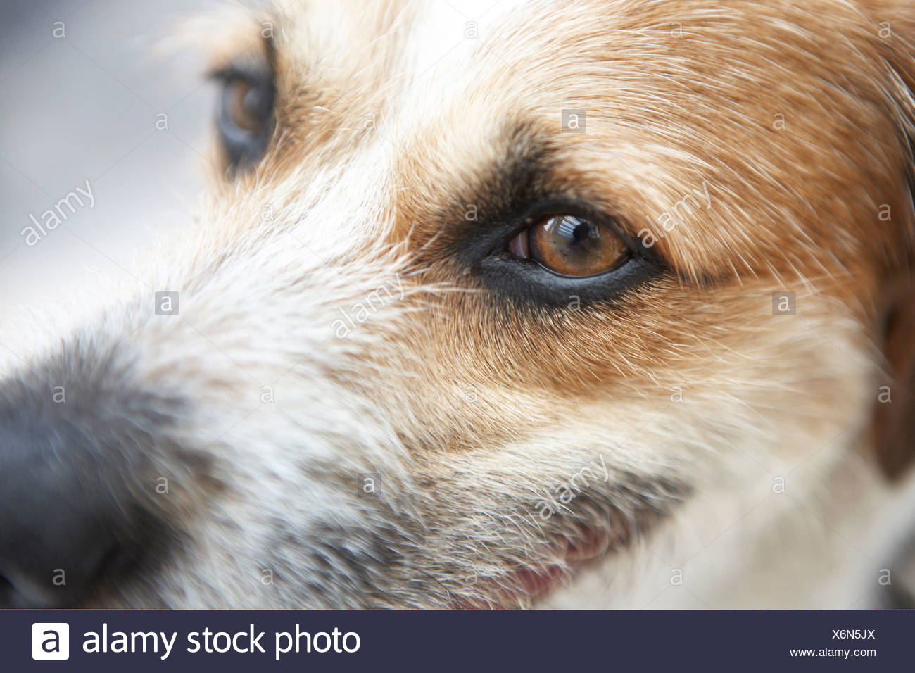 Jack Russel Face Banque d'image et photos - Alamy