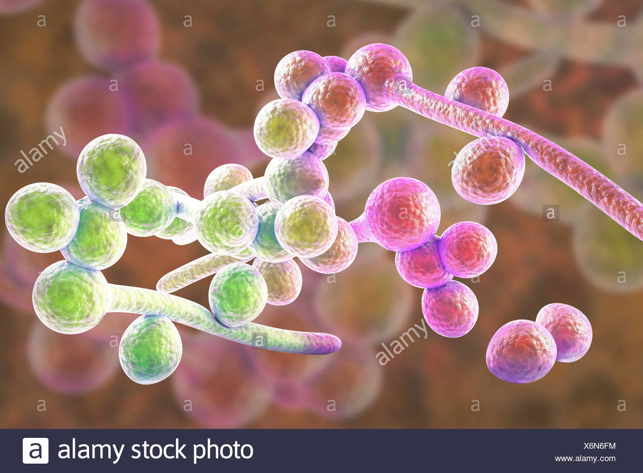 Candidose Buccale Banque d'image et photos - Alamy