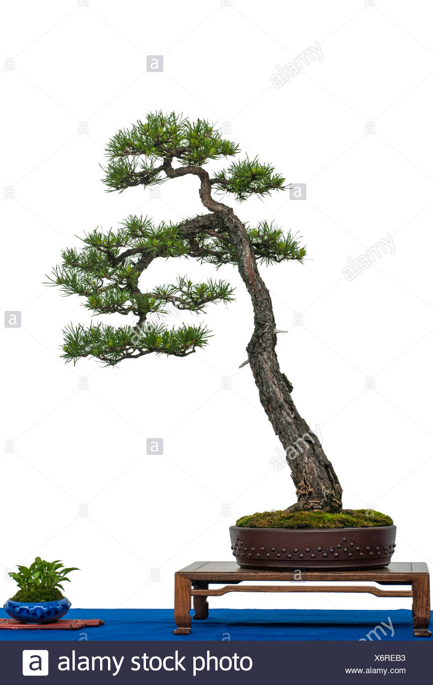 Pinus Sylvestris Bonsai Banque d'image et photos - Alamy