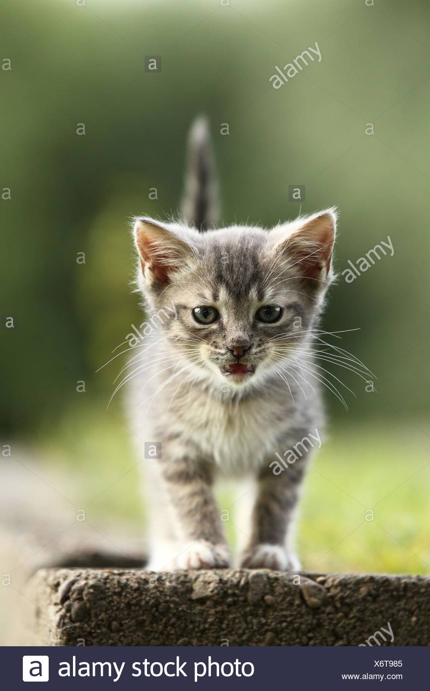 1 Chaton Banque d'image et photos - Alamy