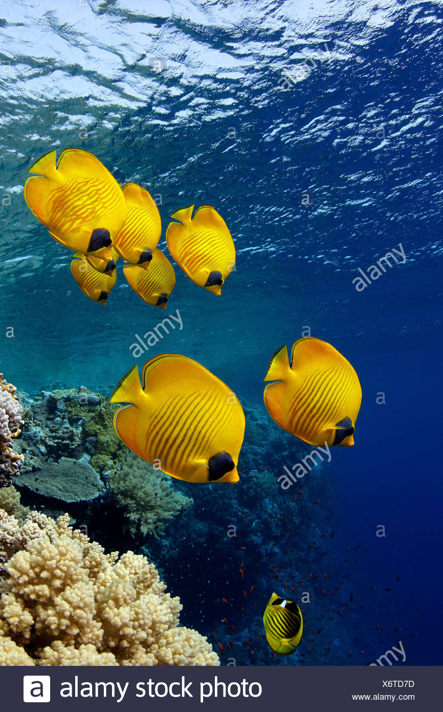 Poisson Papillon Chaetodon Banque d'image et photos - Alamy
