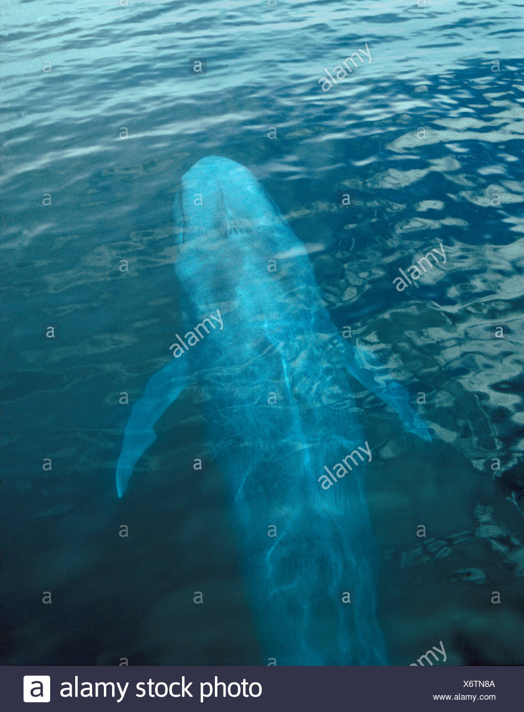 Rorqual Bleu Balaenoptera Musculus Banque d'image et photos - Alamy