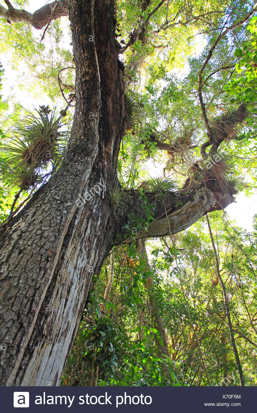 Swietenia Acajou Des Indes Occidentales Banque d'image et photos - Alamy