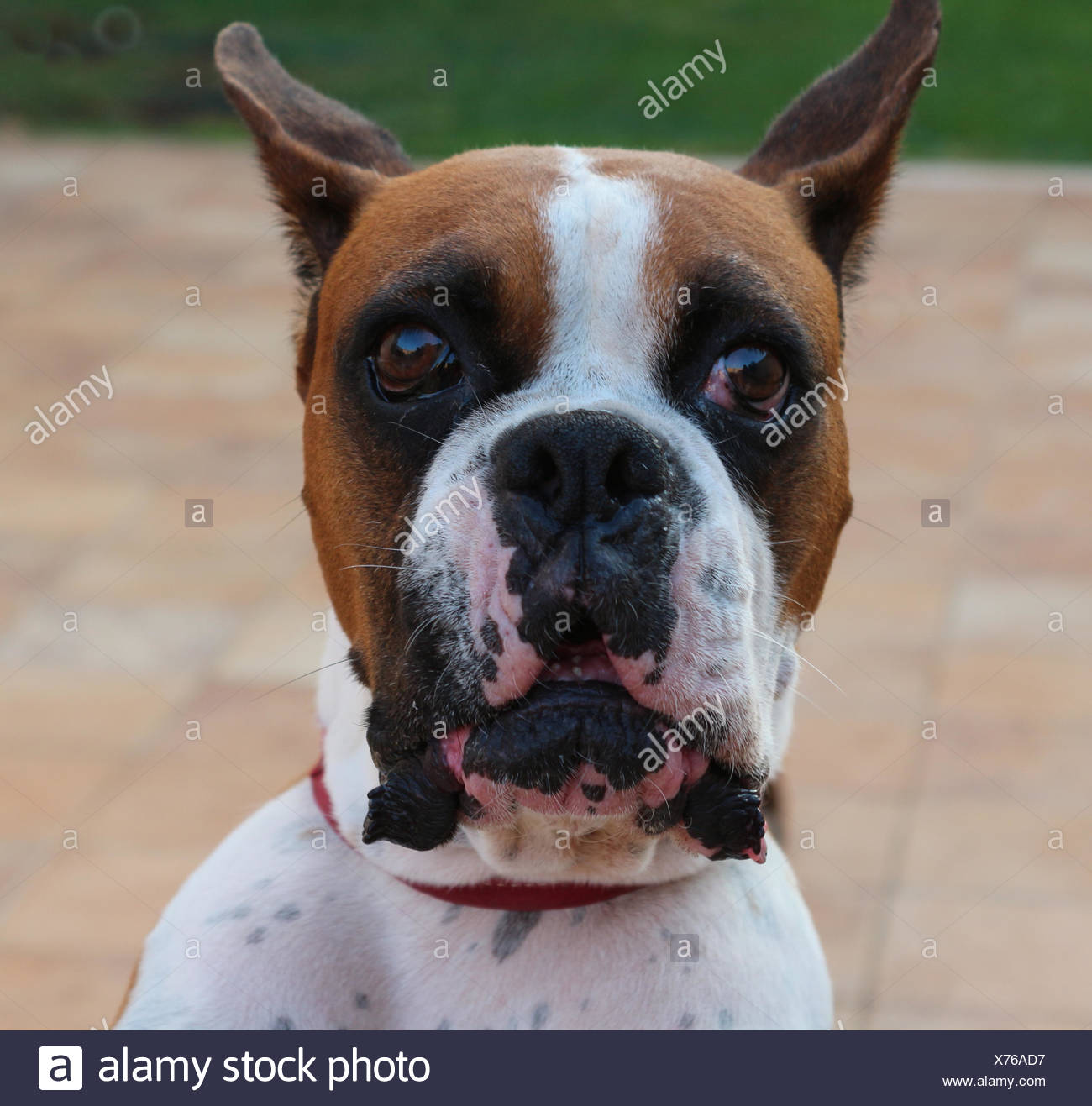 Angry Dog Attacking Banque d'image et photos - Alamy