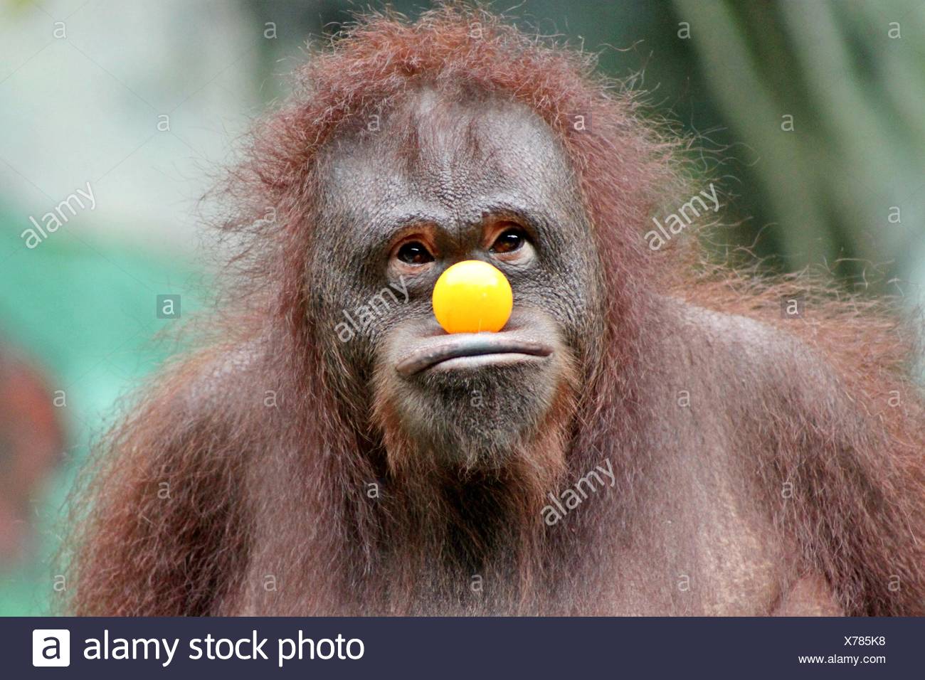 Zoo Singe Banque d'image et photos - Alamy