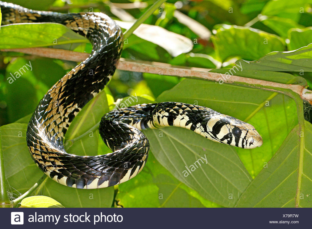 Motif Reptile Serpent Banque d'image et photos - Alamy