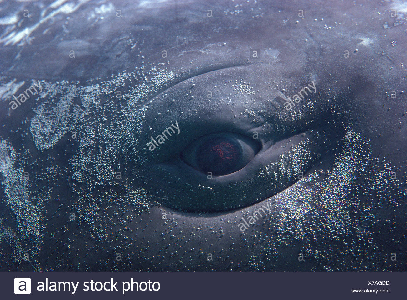 Close Up Eye Sperm Whale Banque d'image et photos - Alamy
