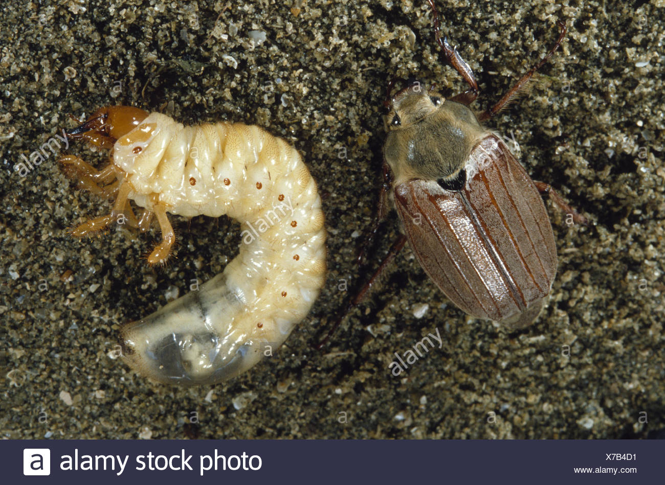 Melolontha Melolontha Larva Banque d'image et photos - Alamy