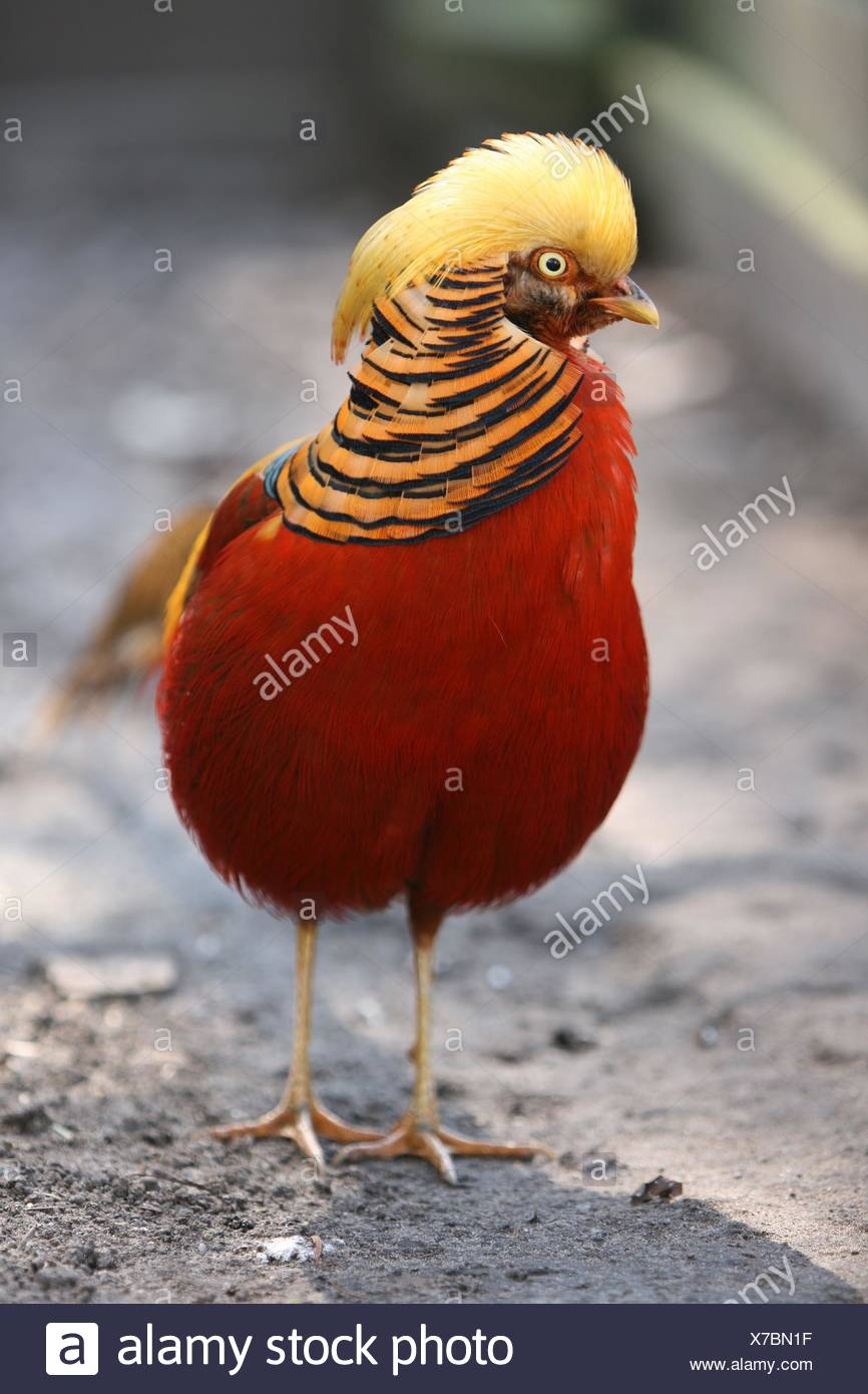 Faisan Chinois Banque d'image et photos - Alamy