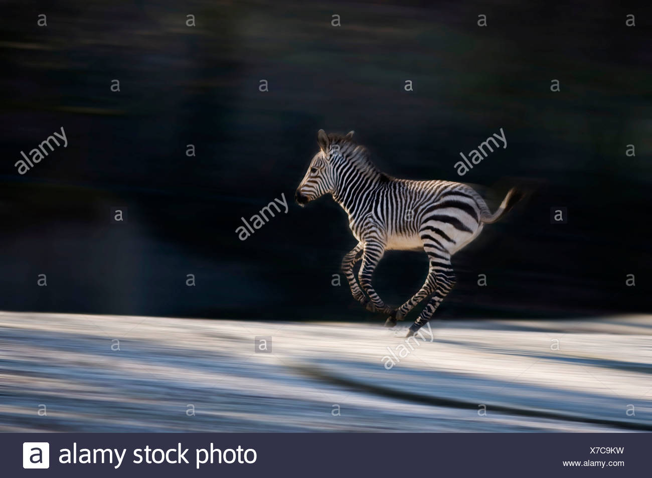 Zebra Running Speed Banque d'image et photos - Alamy