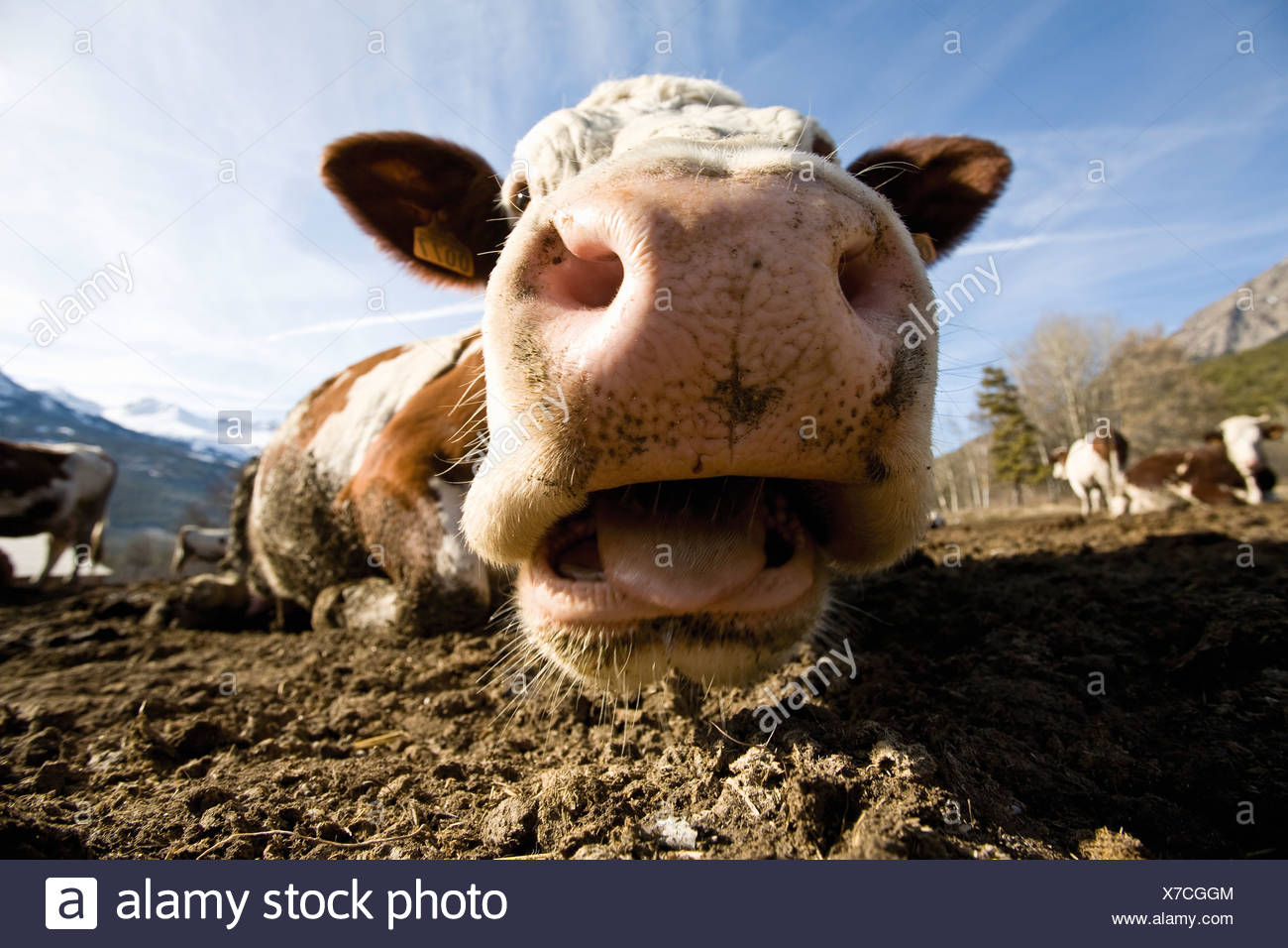 Cow Tongue Up Nose Banque d'image et photos - Alamy