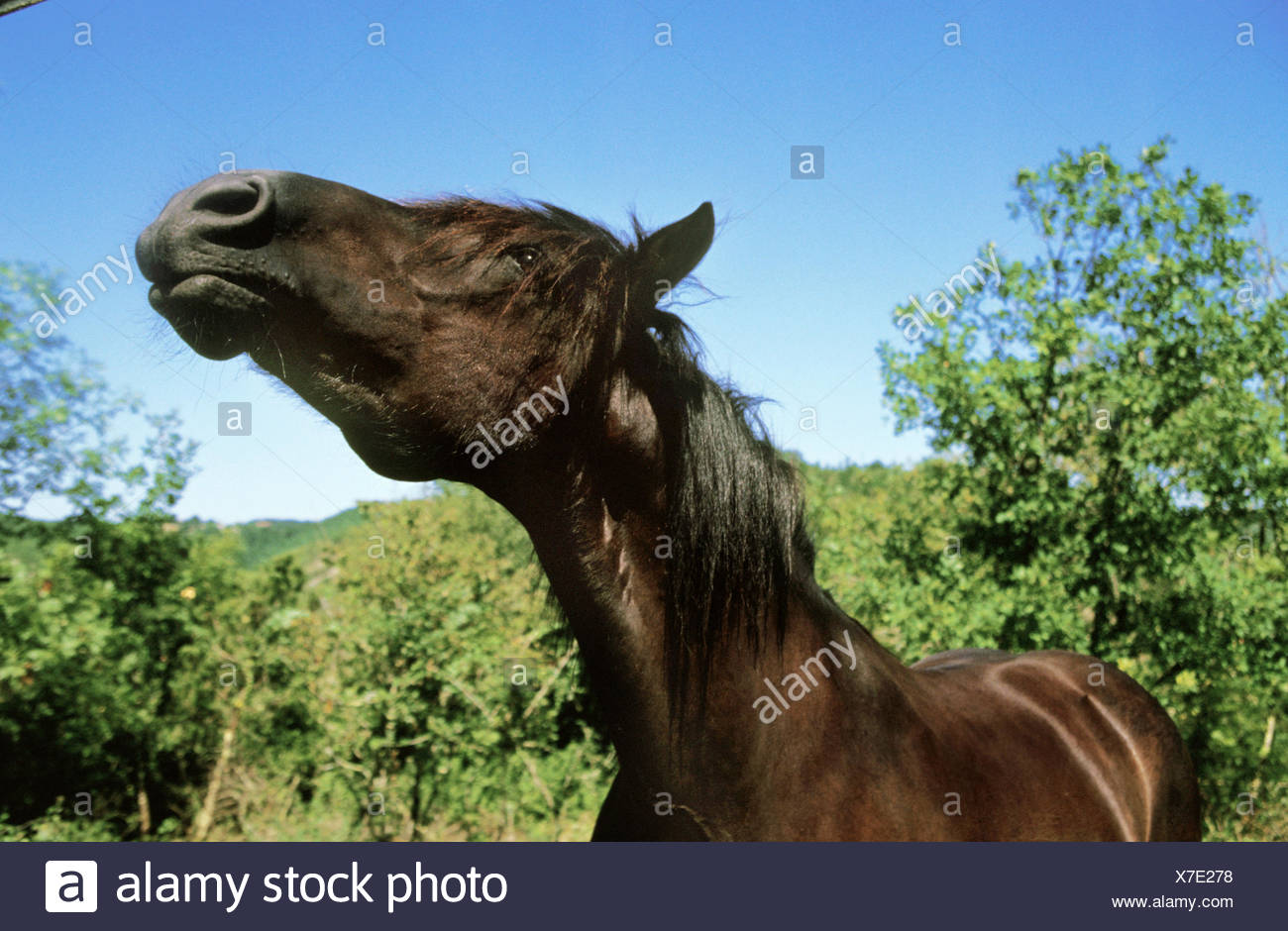 Cheval De Merens Banque d'image et photos - Alamy