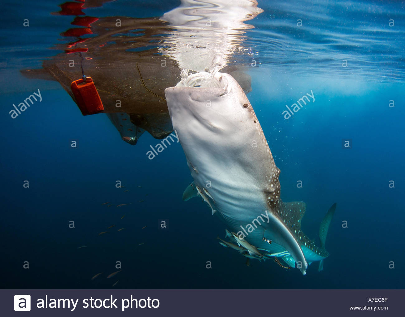 Alimentation De Requin Baleine Banque d'image et photos - Alamy