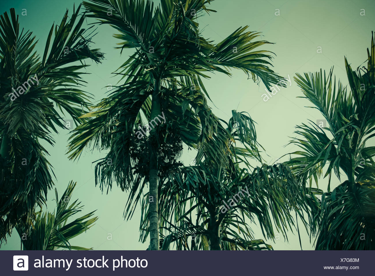 Noix De Palmier Arec Banque d'image et photos - Alamy