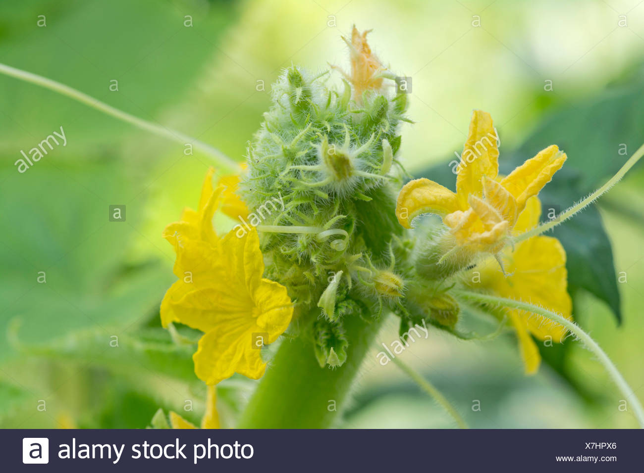 Crystal Apple Cucumber Photos & Crystal Apple Cucumber Images - Alamy