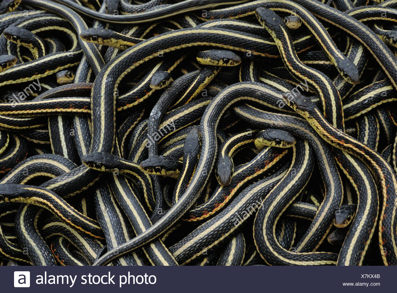 Couleuvre Rouge Banque d'image et photos - Alamy