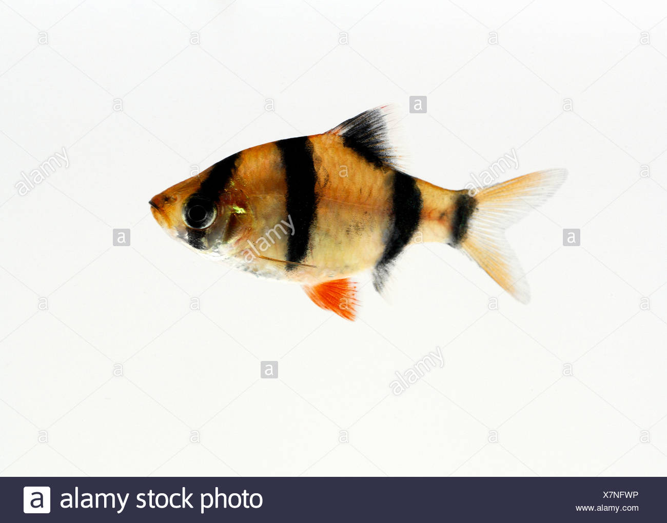 Poisson Barbe Banque d'image et photos - Alamy