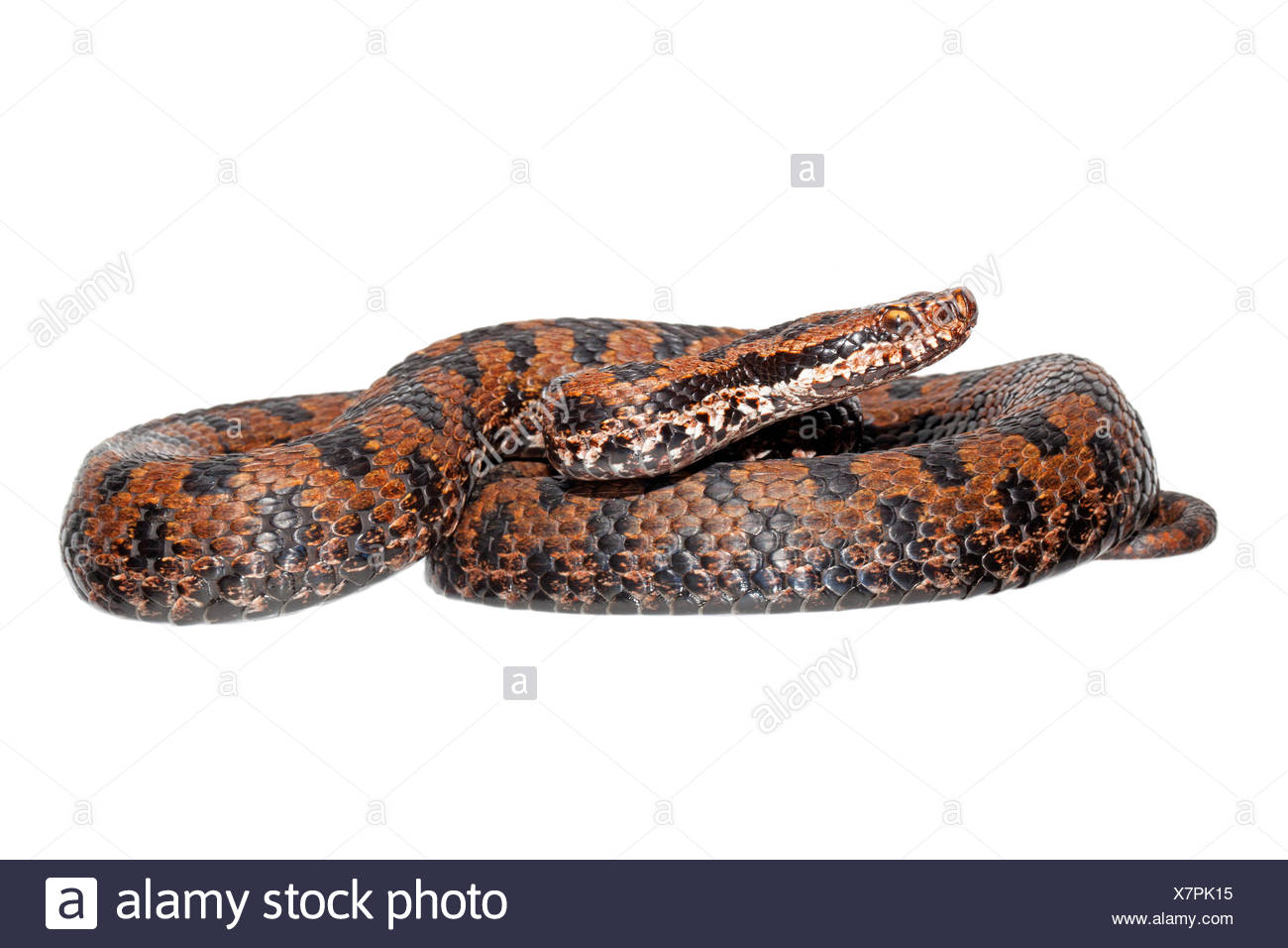 Vipere Noire Blanche Banque d'image et photos - Alamy