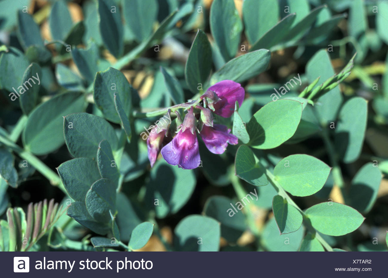 Fleurs De Lathyrus Japonicus Banque d'image et photos - Alamy
