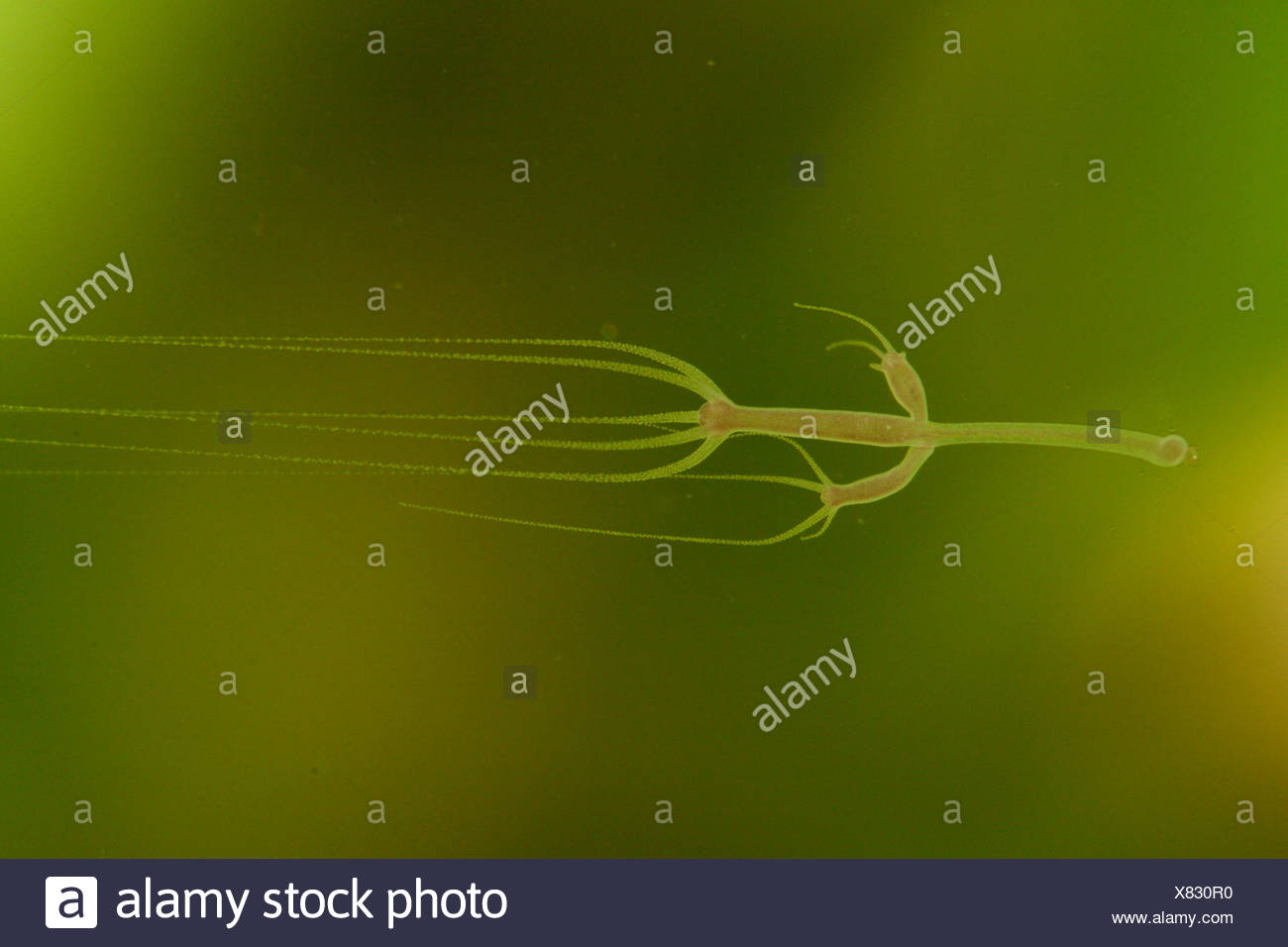 Hydra Oligactis Banque d'image et photos - Alamy