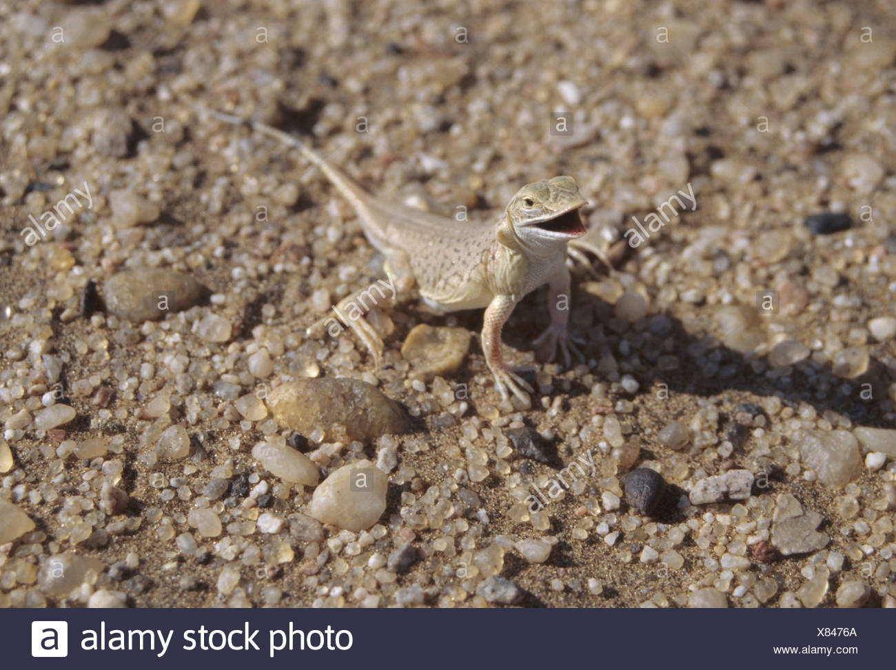 Animal Animals Desert Lizard Namibia Reptile Reptiles Sand Diving ...