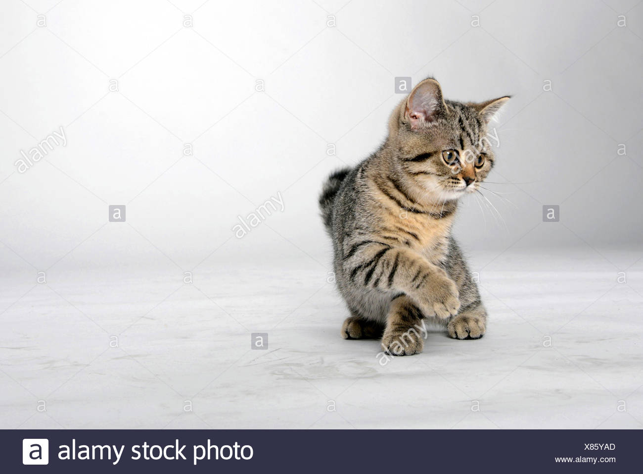 La Patte Du Chat Banque d'image et photos - Alamy