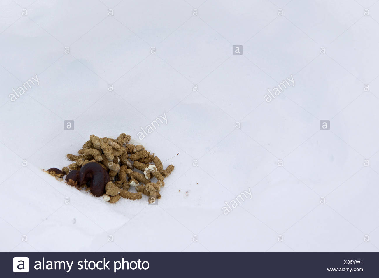 Crottes D'animaux Banque d'image et photos - Alamy